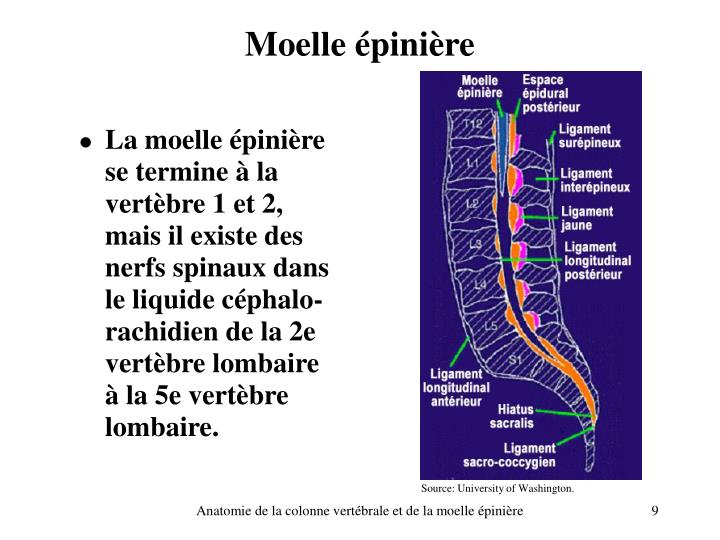 PPT - Anatomie de la colonne vertébrale et de la moelle épinière ...