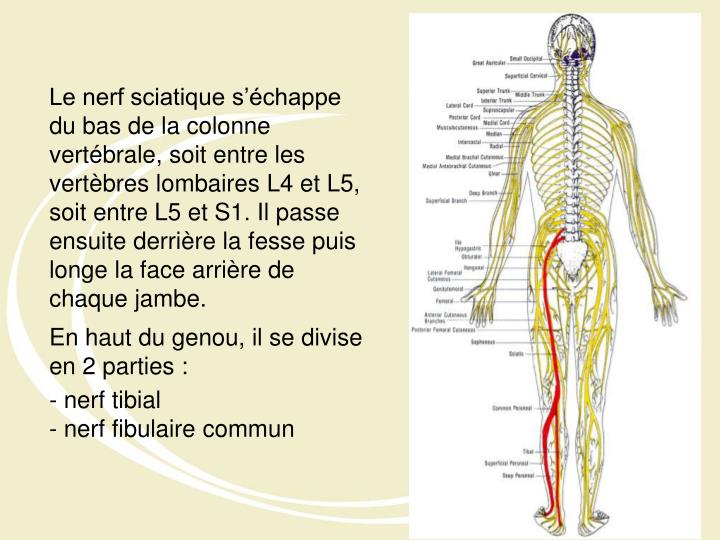 PPT - LE NERF SCIATIQUE PowerPoint Presentation - ID:4423122