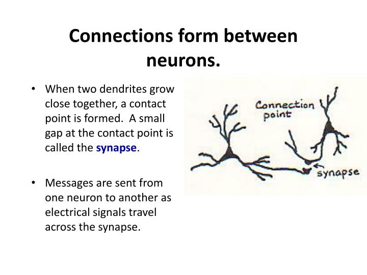 PPT - Natural Learning Process and the Brain PowerPoint Presentation ...