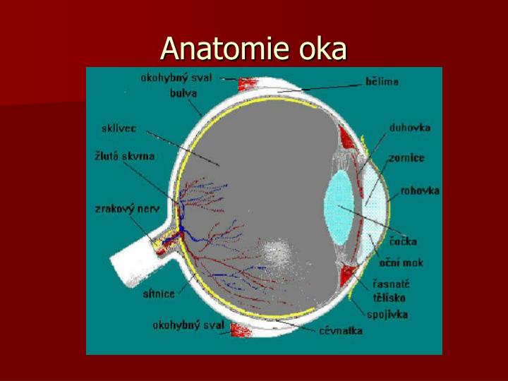 PPT - Anatomie lidského oka PowerPoint Presentation - ID:4423366