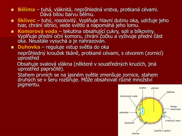 PPT - Anatomie lidského oka PowerPoint Presentation - ID:4423366