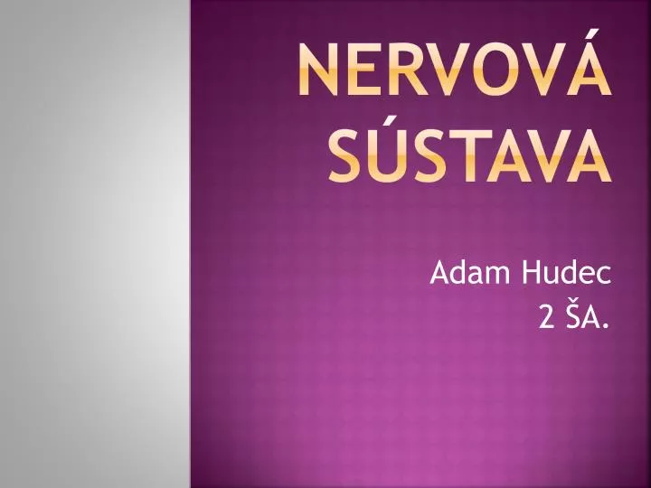 PPT - Nervová sústava PowerPoint Presentation, free download - ID:4424589