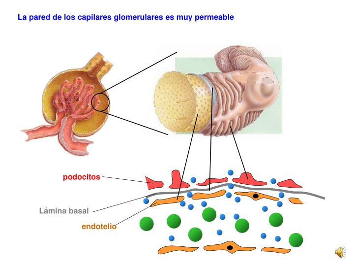 PPT - FILTRACIÓN GLOMERULAR PowerPoint Presentation - ID:4424596