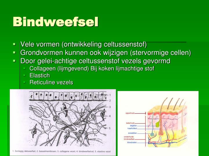 PPT - Weefsels PowerPoint Presentation - ID:4425623