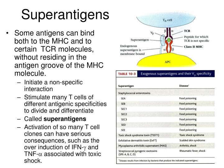 PPT - T-Cell Maturation, Activation, And Differentiation PowerPoint ...