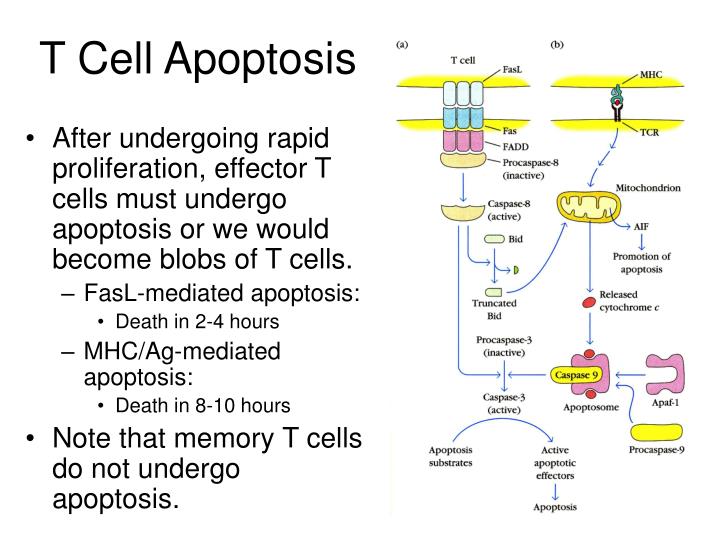 PPT - T-Cell Maturation, Activation, And Differentiation PowerPoint ...