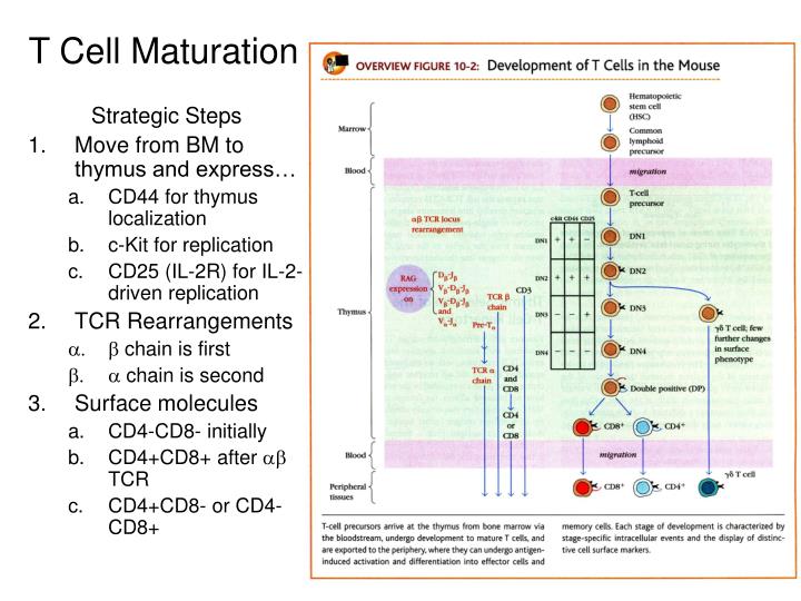 PPT - T-Cell Maturation, Activation, And Differentiation PowerPoint ...