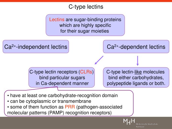 PPT - Signaling through C-type lectin receptors: shaping immune ...