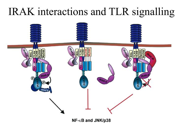 PPT - Innate vs. Adaptive Immunity PowerPoint Presentation - ID:4427762