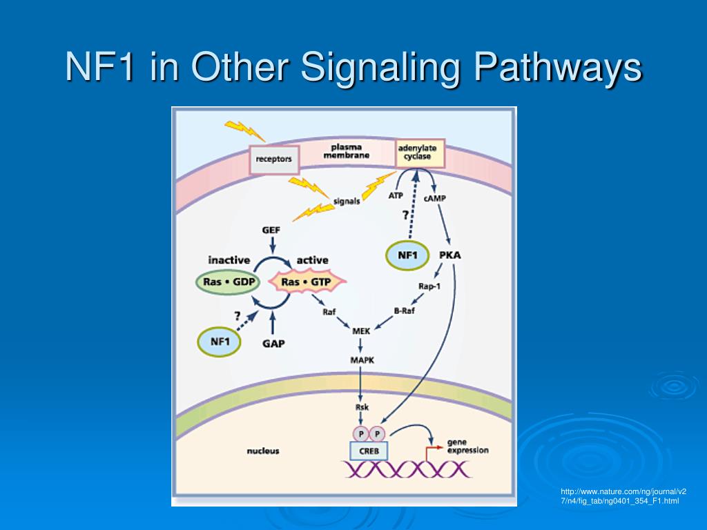 PPT - Neurofibromatosis 1 von Recklinghausen Syndrome Kristin Neitzke ...
