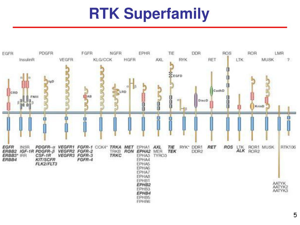 PPT - Cellular Signaling Mechanisms Receptor Tyrosine Kinases Cytokine Receptors Nuclear ...