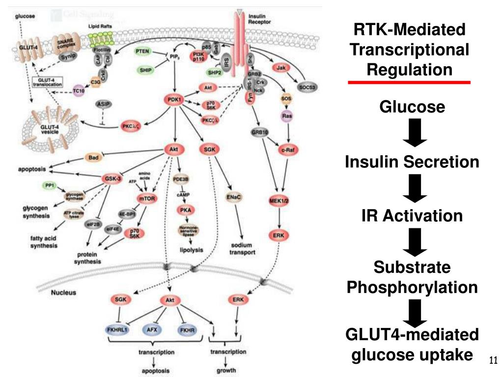 PPT - Cellular Signaling Mechanisms Receptor Tyrosine Kinases Cytokine ...