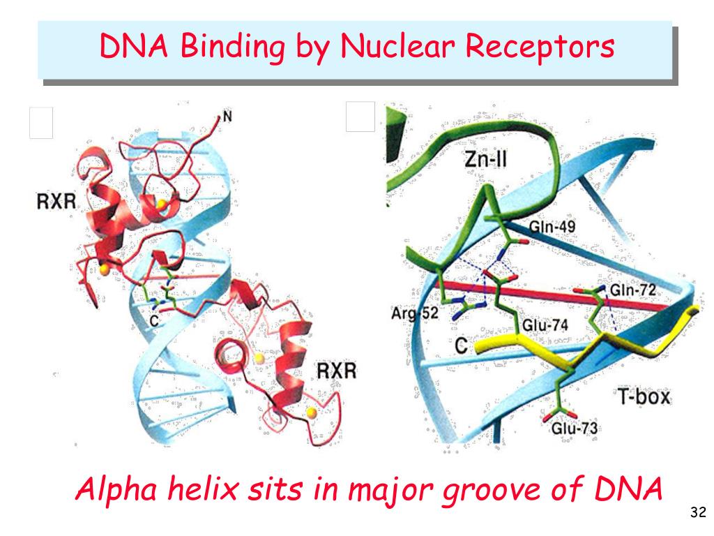 PPT - Cellular Signaling Mechanisms Receptor Tyrosine Kinases Cytokine ...