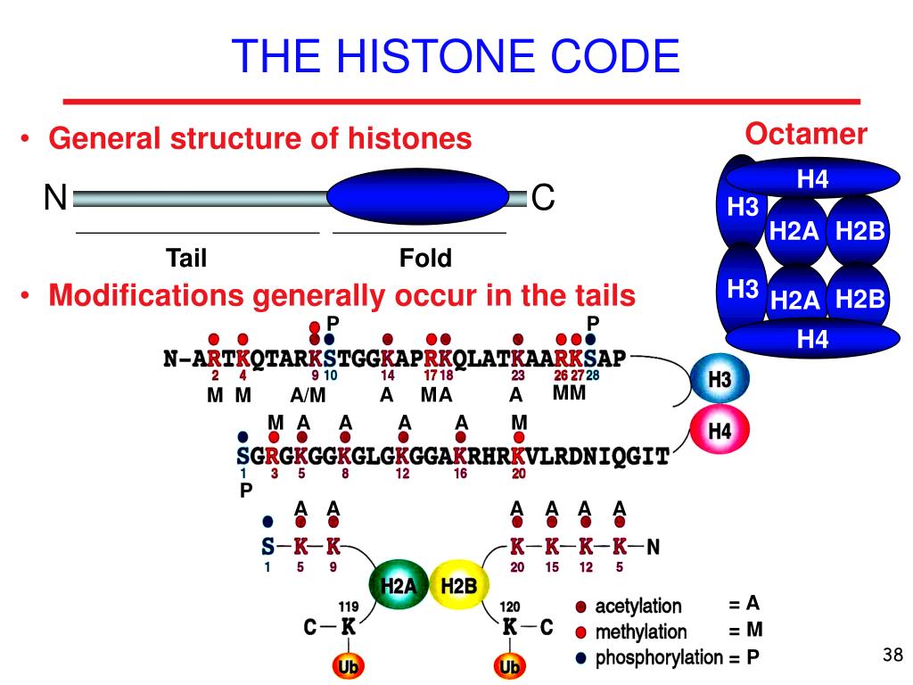 PPT - Cellular Signaling Mechanisms Receptor Tyrosine Kinases Cytokine ...