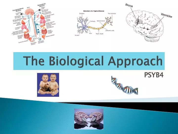 PPT - The Biological Approach PowerPoint Presentation, free download ...
