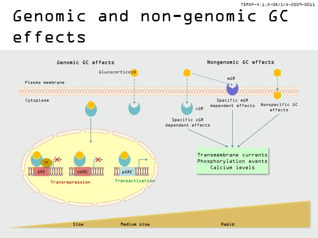 PPT - Non-genomic steroid receptor signaling pathways PowerPoint ... PPT - Non-genomic steroid receptor signaling pathways PowerPoint ...