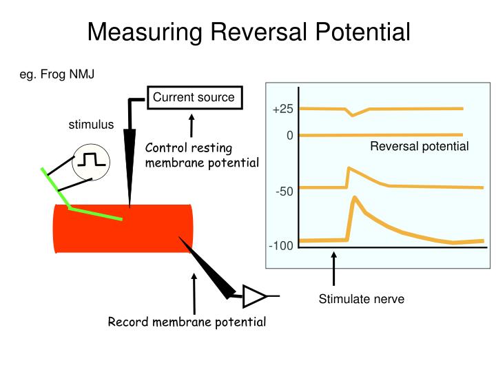 PPT - Announcements PowerPoint Presentation - ID:4431165