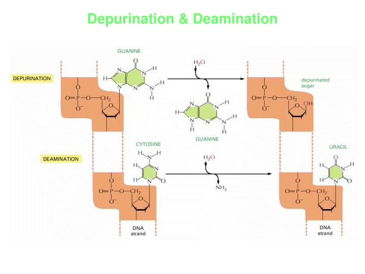 PPT - MB 207 – Molecular Cell Biology PowerPoint Presentation - ID:4432014