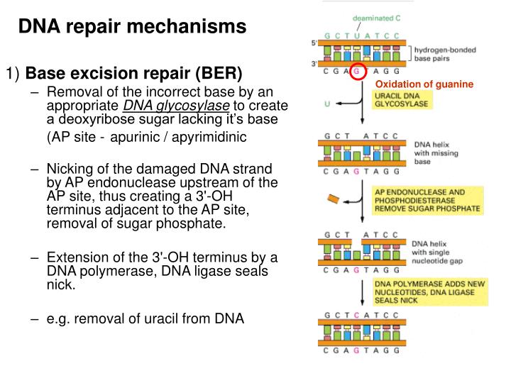 PPT - MB 207 – Molecular Cell Biology PowerPoint Presentation - ID:4432014