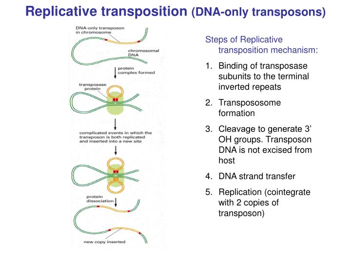 PPT - MB 207 – Molecular Cell Biology PowerPoint Presentation - ID:4432014