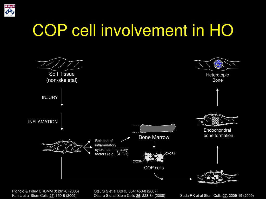 PPT - Circulating Osteogenic Cells in Periarticular Non-hereditary ...