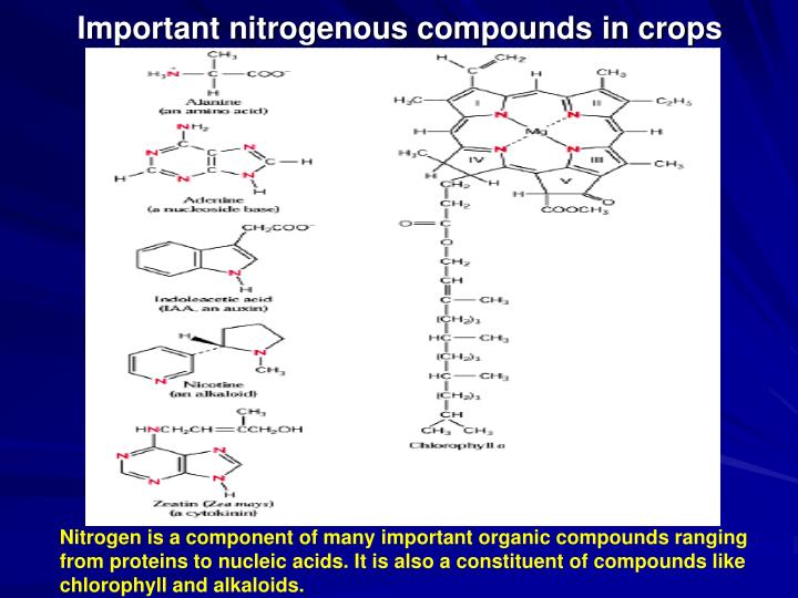 PPT - Nitrogen assimilation in crops (I) PowerPoint Presentation - ID ...