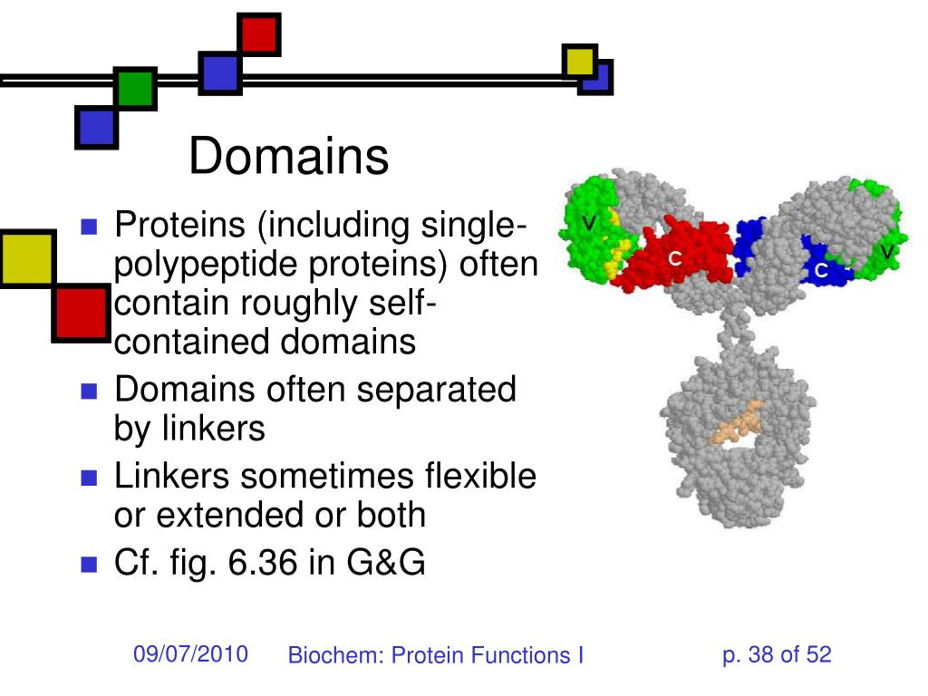 PPT - Protein Structure & Function PowerPoint Presentation, free ... PPT - Protein Structure & Function PowerPoint Presentation, free ...