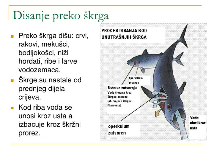 PPT - DISANJE - RESPIRACIJA PowerPoint Presentation - ID:4434983