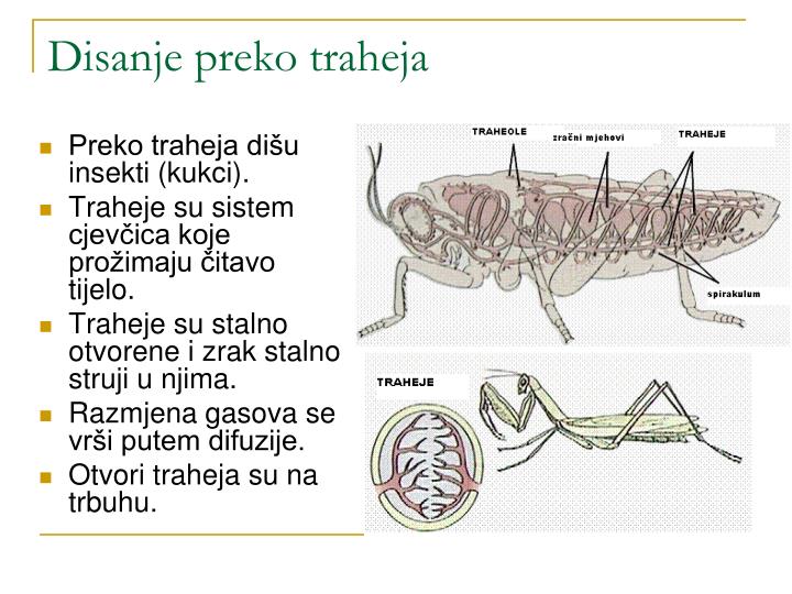 PPT - DISANJE - RESPIRACIJA PowerPoint Presentation - ID:4434983