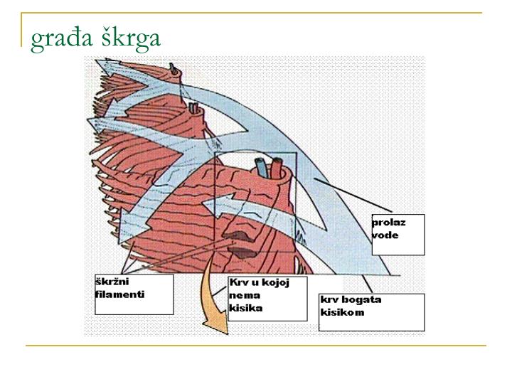 PPT - DISANJE - RESPIRACIJA PowerPoint Presentation - ID:4434983