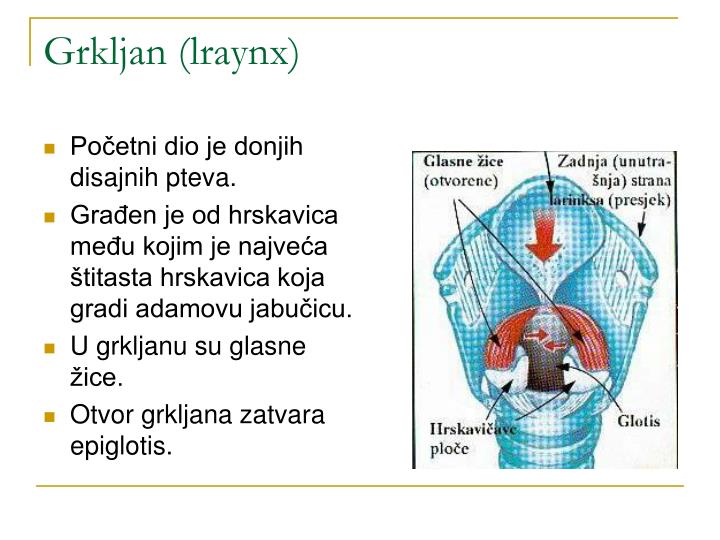 PPT - DISANJE - RESPIRACIJA PowerPoint Presentation - ID:4434983