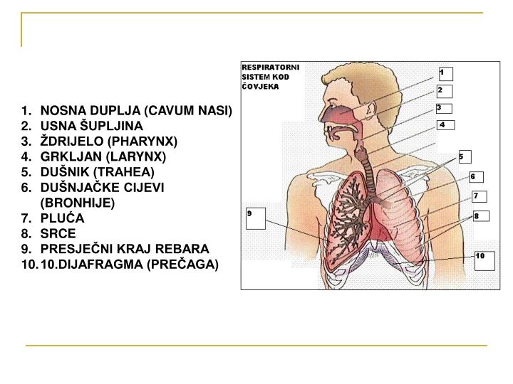 PPT - DISANJE - RESPIRACIJA PowerPoint Presentation - ID:4434983