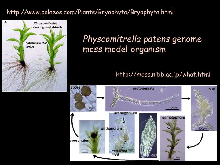 PPT - trends in evol of plant life cycle PowerPoint Presentation - ID ...
