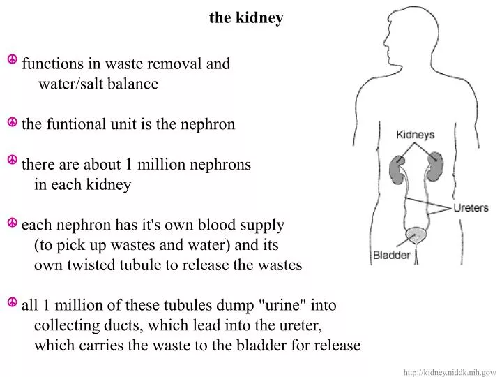 PPT - the kidney PowerPoint Presentation, free download - ID:4435945
