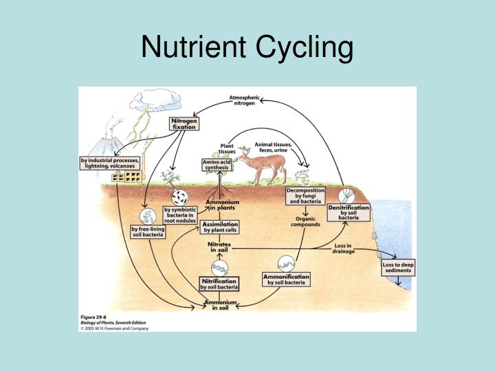PPT - Plant Physiology and Soils Basic Botany Fall 2007 PowerPoint ...