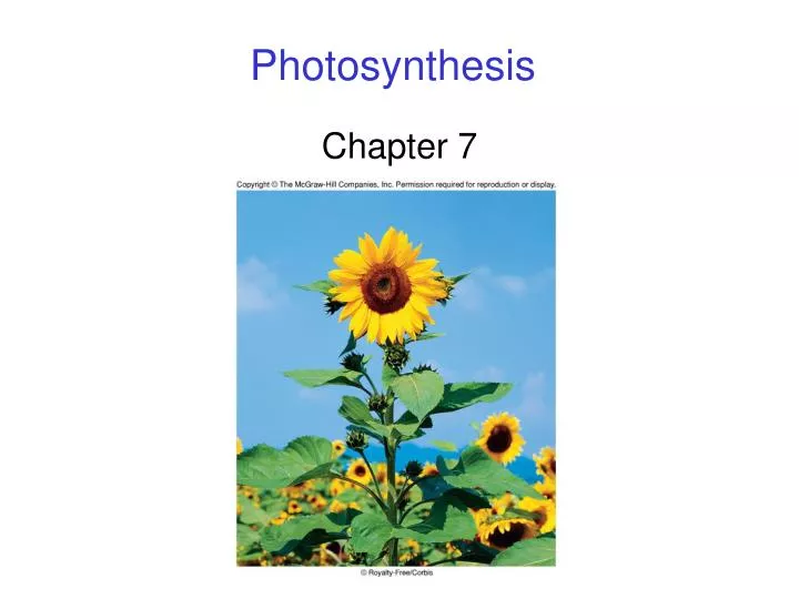 PPT - Photosynthesis PowerPoint Presentation, free download - ID:4436930
