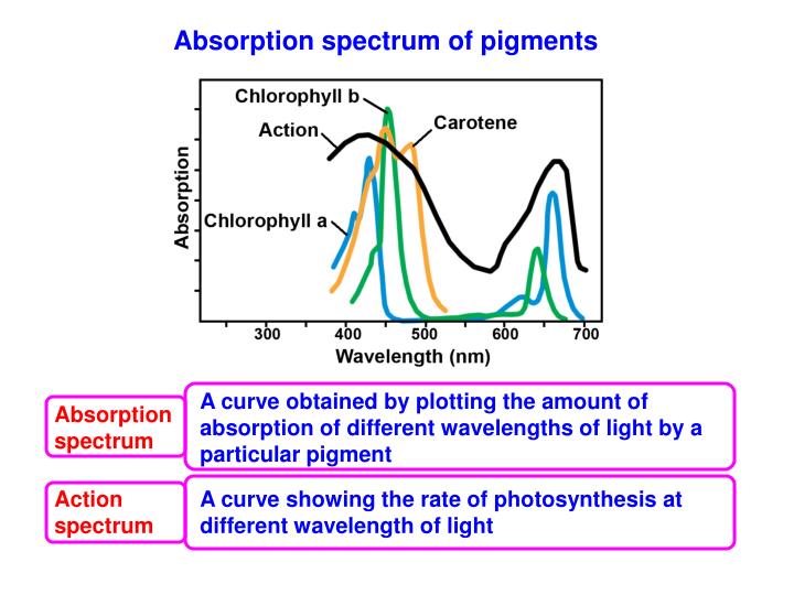 PPT - Photosynthesis PowerPoint Presentation - ID:4436932