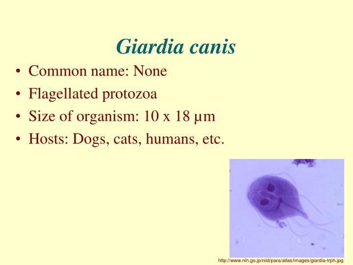 PPT - Parasites PowerPoint Presentation - ID:4436985