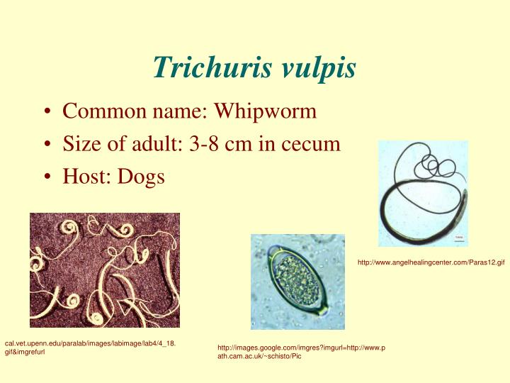 PPT - Parasites PowerPoint Presentation - ID:4436985