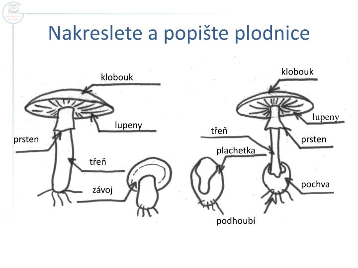 PPT - Houby PowerPoint Presentation - ID:4437627