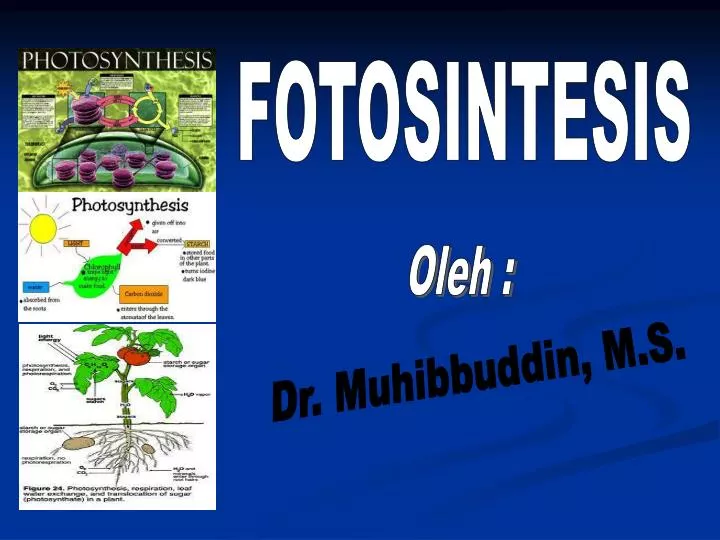 PPT - FOTOSINTESIS PowerPoint Presentation, free download - ID:4437694