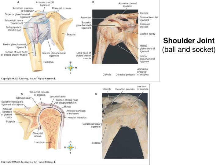 PPT - Articulations PowerPoint Presentation - ID:4438094