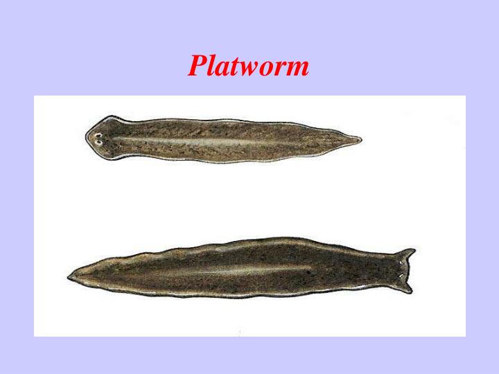 PPT - Waterorganismen PowerPoint Presentation - ID:4438436