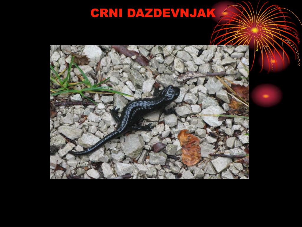 PPT - RETKE I UGROZENE VRSTE BILJAKA I ZIVOTINJA PowerPoint ...