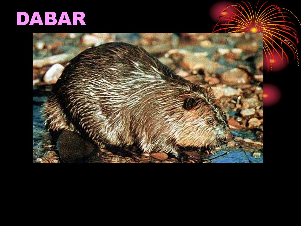 PPT - RETKE I UGROZENE VRSTE BILJAKA I ZIVOTINJA PowerPoint ...