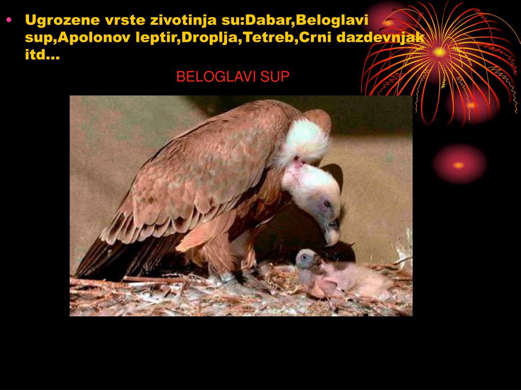 PPT - RETKE I UGROZENE VRSTE BILJAKA I ZIVOTINJA PowerPoint ...