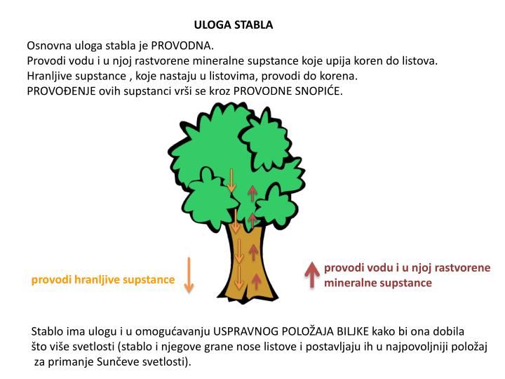 PPT - STABLO PowerPoint Presentation - ID:4440496