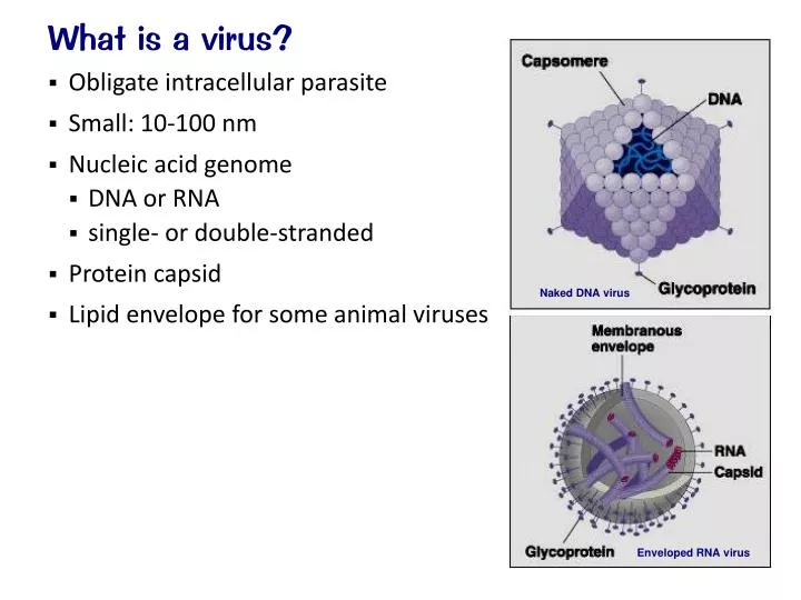 PPT - What is a virus? PowerPoint Presentation, free download - ID:4441489