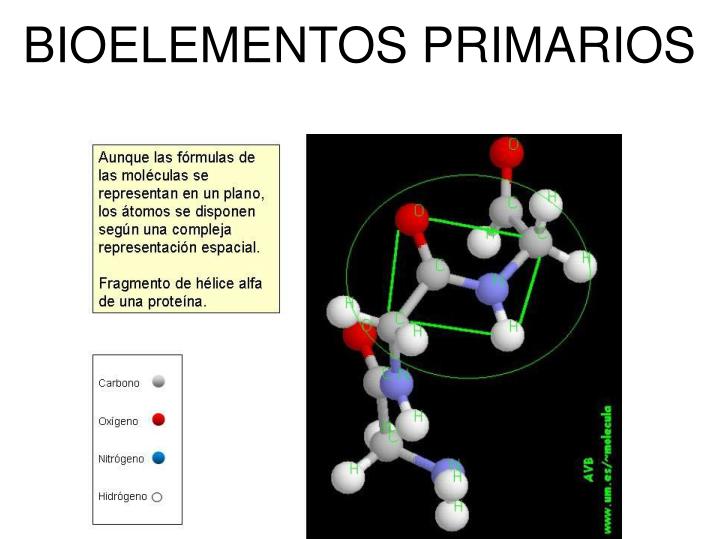 PPT - UNIDAD 3 BIOELEMENTOS Y BIOMOLÉCULAS PowerPoint Presentation - ID ...