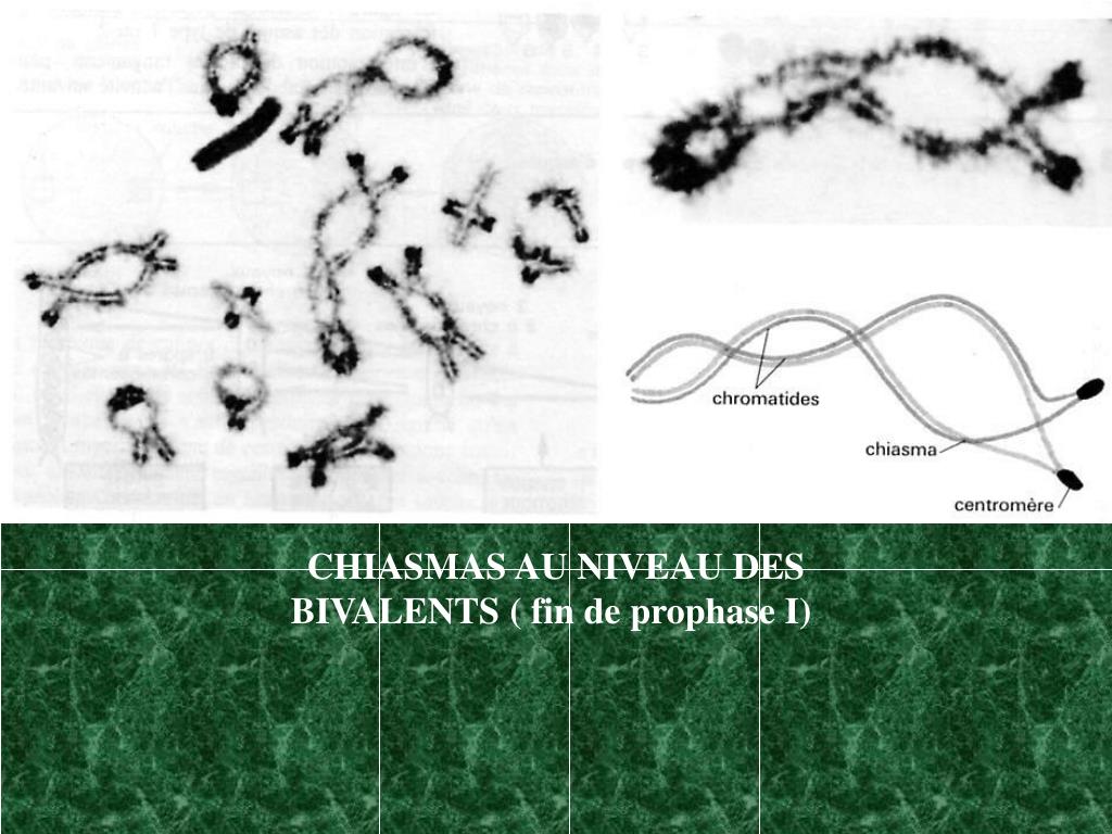 PPT - Partie 2 du programme : 4.4- ASPECTS CHROMOSOMIQUES ET GENETIQUES ...